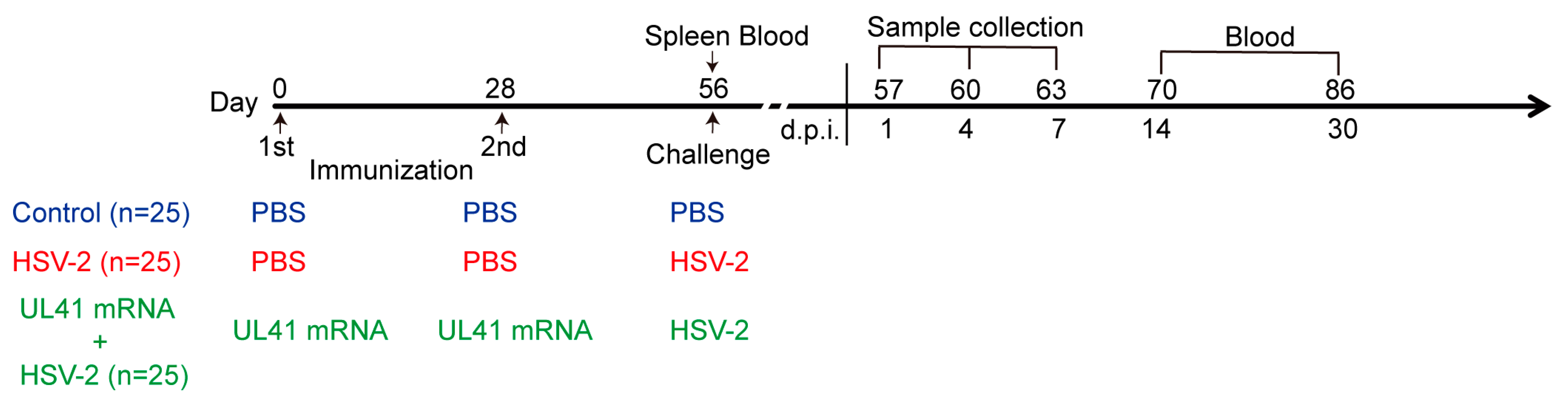 Immunogenicity and Protective Efficacy of an mRNA Vaccine Targeting HSV ...