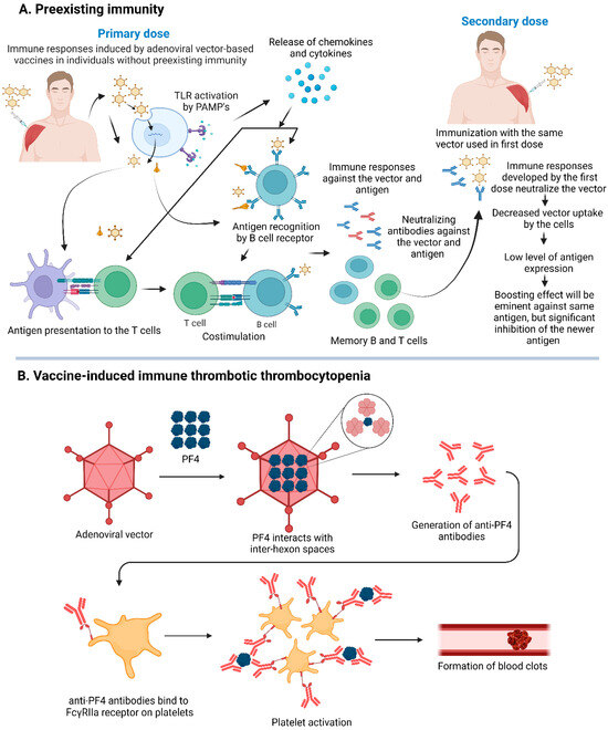 Next-Generation Adenoviral Vector-Based Vaccines for Severe Acute Respiratory Syndrome Coronavirus-2