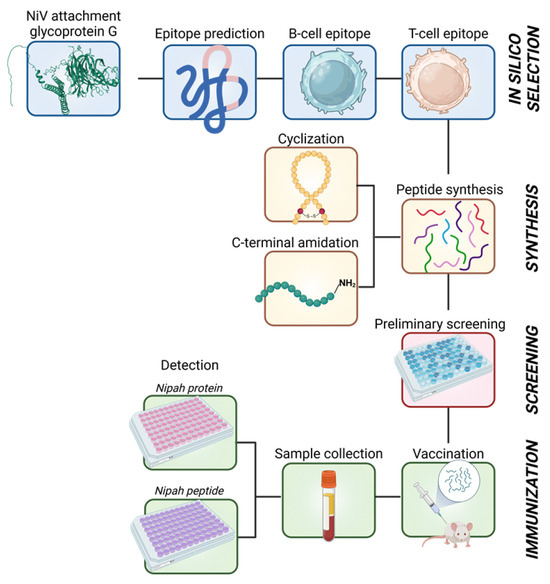 Design and Preliminary Immunogenicity Evaluation of Nipah Virus Glycoprotein G Epitope-Based ...