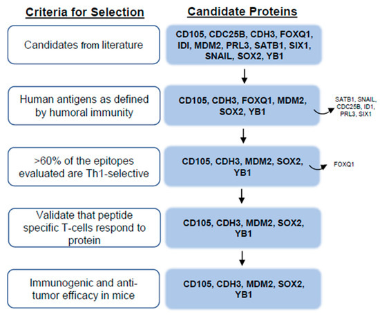 Identification and Validation of Th1-Selective Epitopes Derived from Proteins Overexpressed in ...