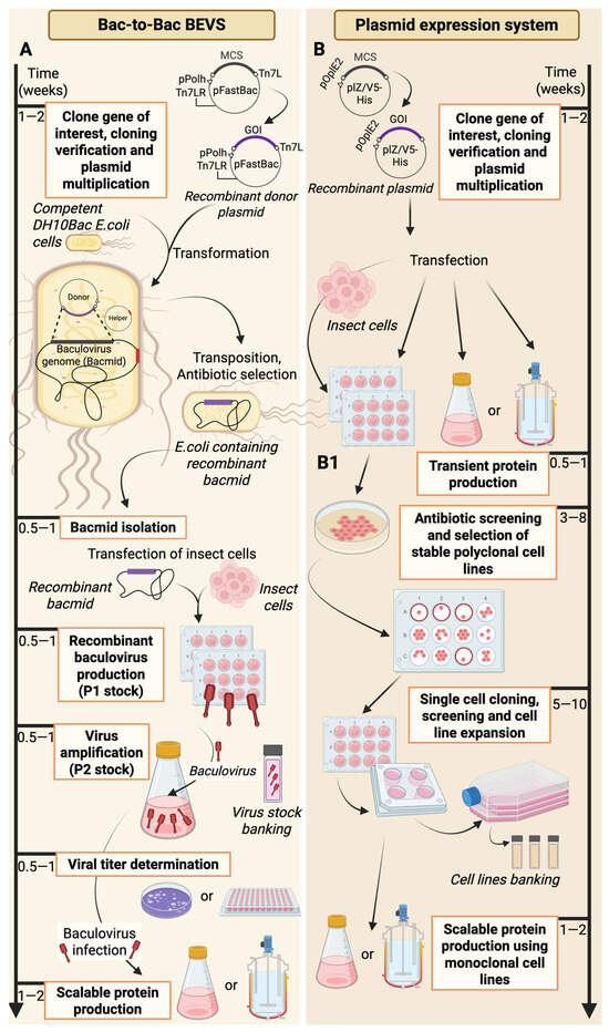The Bioengineering of Insect Cell Lines for Biotherapeutics and Vaccine ...