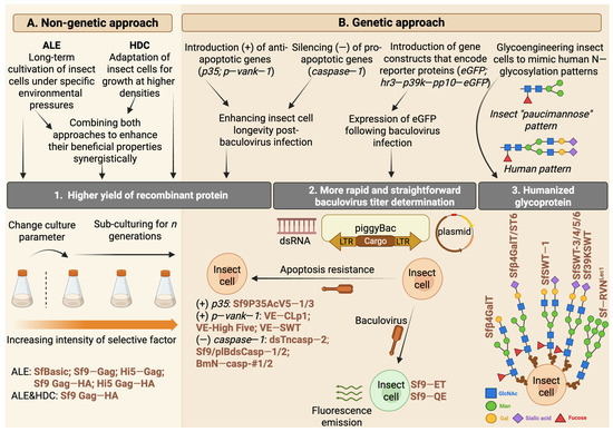 The Bioengineering of Insect Cell Lines for Biotherapeutics and Vaccine ...
