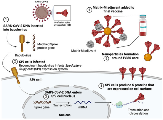 The Bioengineering of Insect Cell Lines for Biotherapeutics and Vaccine ...