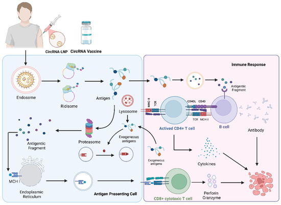 Rational Design and Immunological Mechanisms of Circular RNA-Based Vaccines: Emerging Frontiers ...