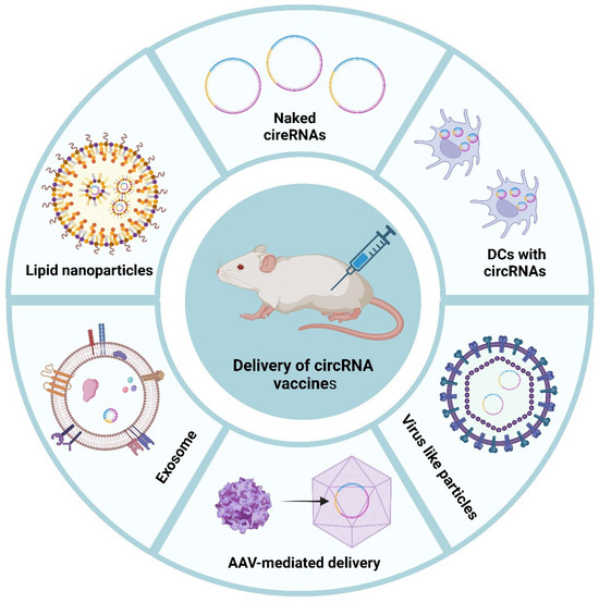 Rational Design and Immunological Mechanisms of Circular RNA-Based Vaccines: Emerging Frontiers ...