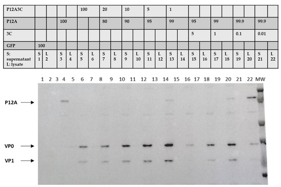 Optimized Production of Virus-like Particles in a High-CHO-Cell-Density Transient Gene ...