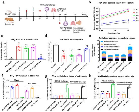 Highly Effective mRNA-LNP Vaccine Against Respiratory Syncytial Virus (RSV) in Multiple Models