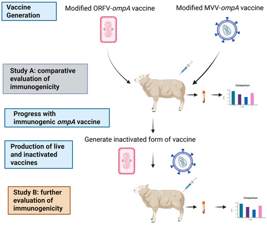 Evaluation of Immunogenicity of an Orf Virus Vector-Based Vaccine ...