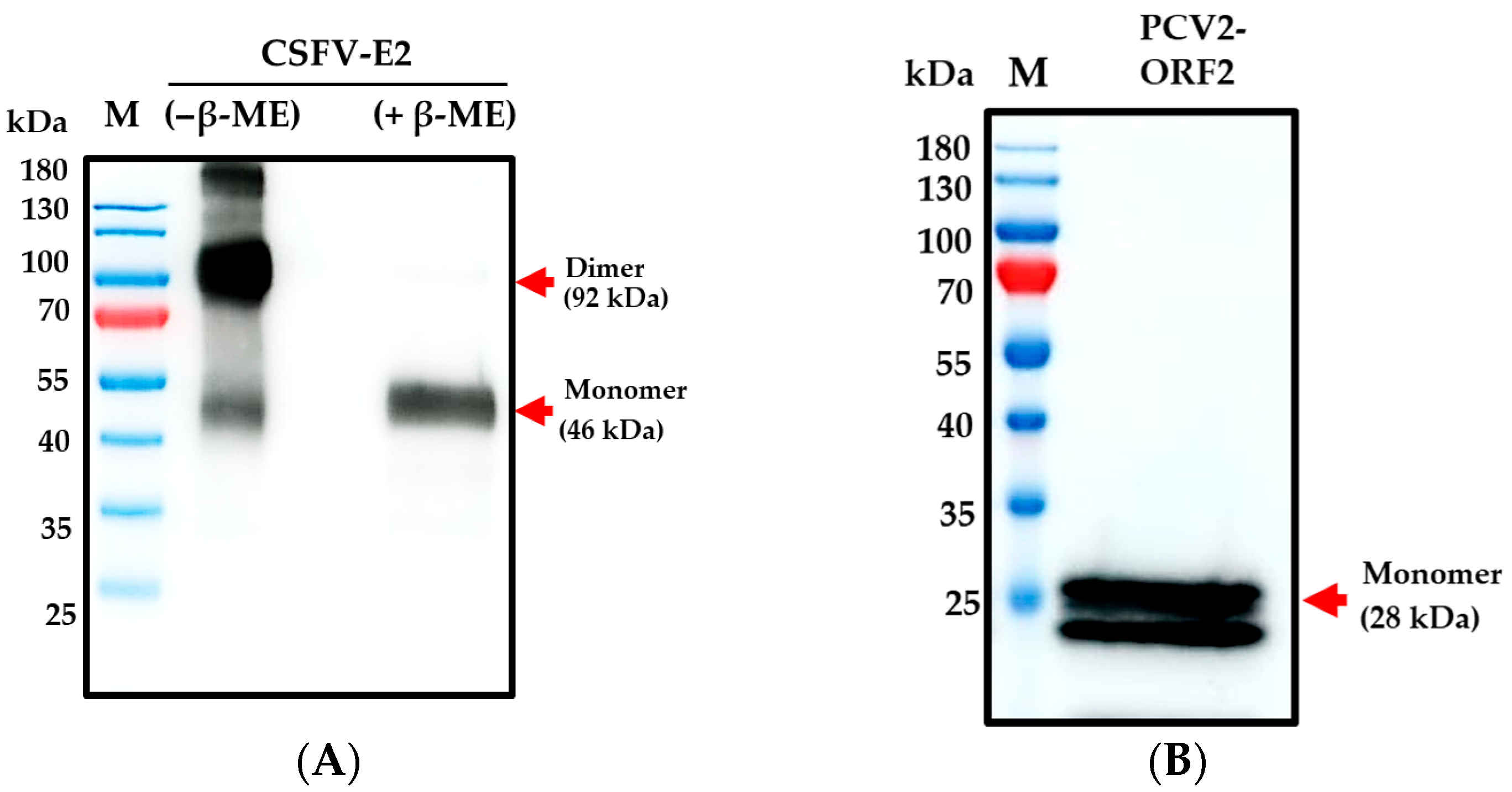 Development of an Effective Single-Dose PCV2/CSFV Bivalent Subunit Vaccine Against Classical ...