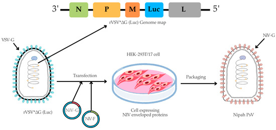 Development and Validation of a Standardized Pseudotyped Virus-Based Neutralization Assay for ...