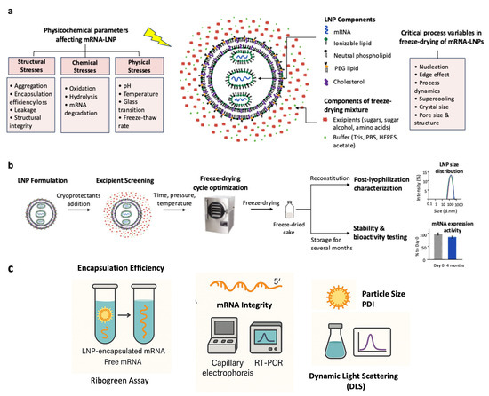 Freeze-Drying of mRNA-LNPs Vaccines: A Review