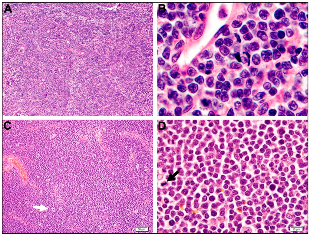 The Comparative Diagnostic Features of Canine and Human Lymphoma