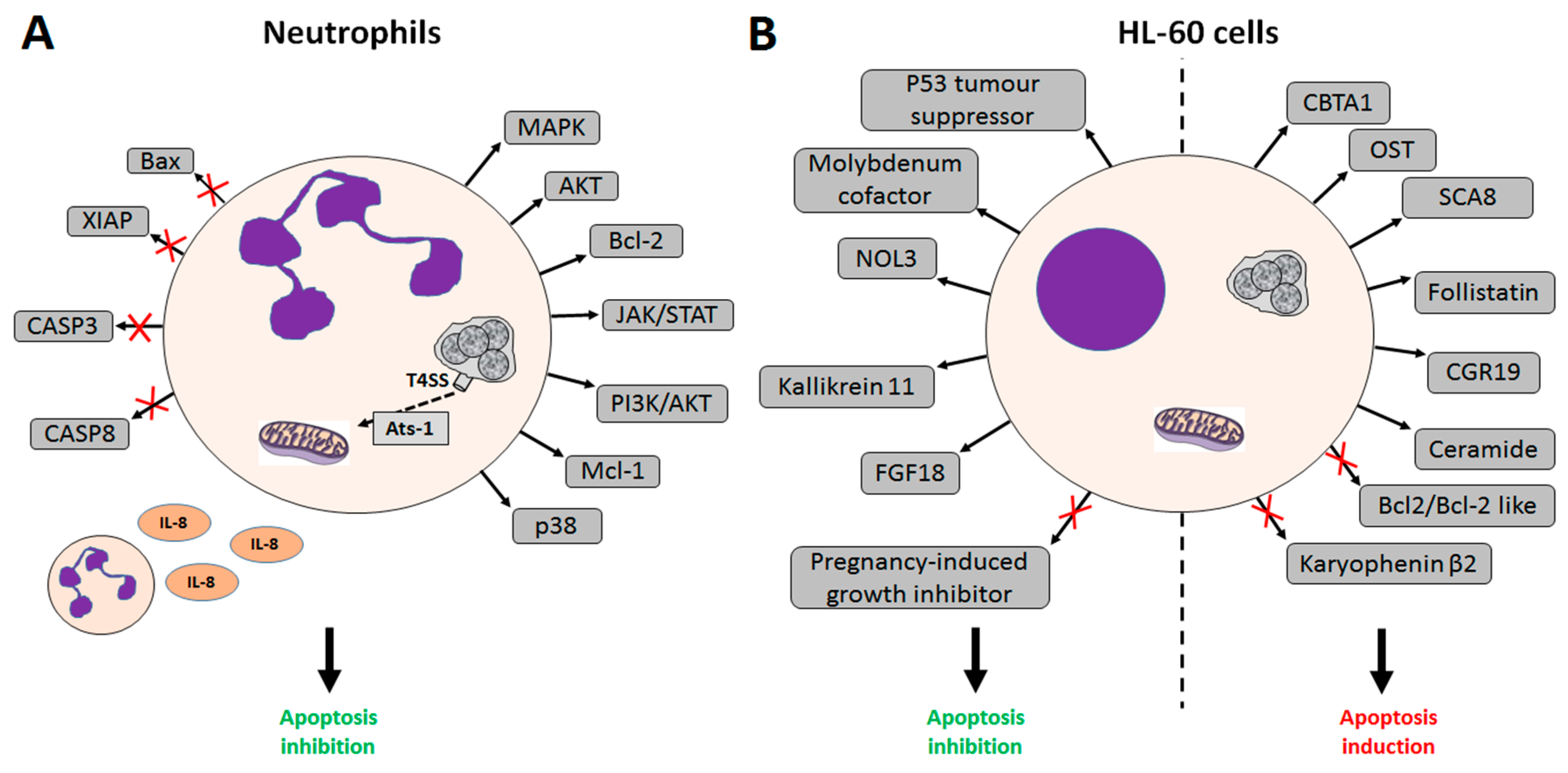 Anaplasma phagocytophilum Manipulates Host Cell Apoptosis by Different ...