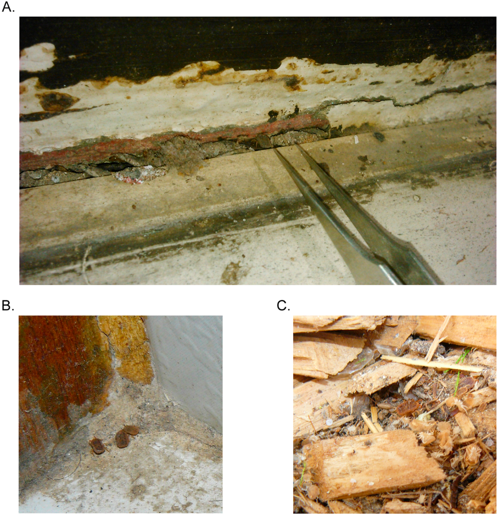 Veterinary Sciences | Free Full-Text | Tick-Borne Relapsing Fever ...