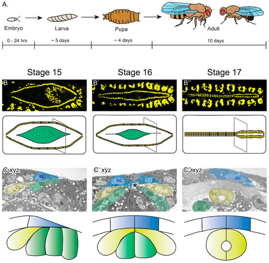 Mapping Heart Development in Flies: Src42A Acts Non-Autonomously to ...