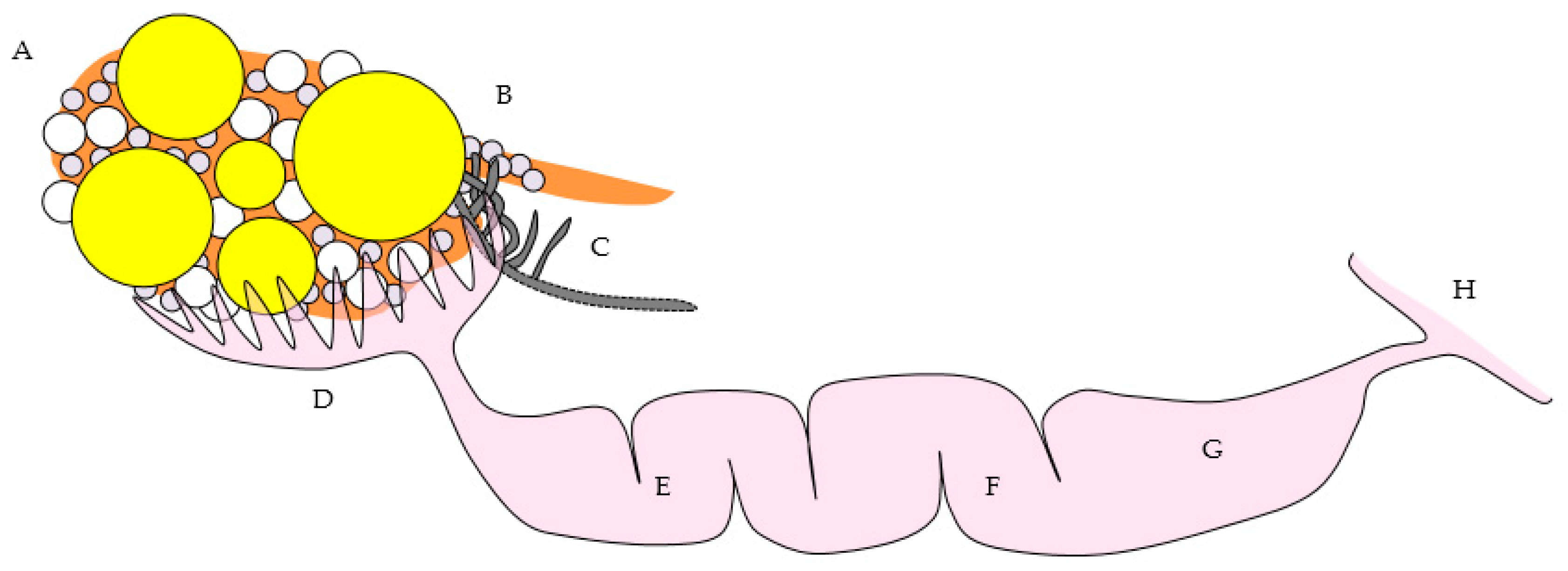 Veterinary Sciences | Free Full-Text | Histology of the Ovary of the ...