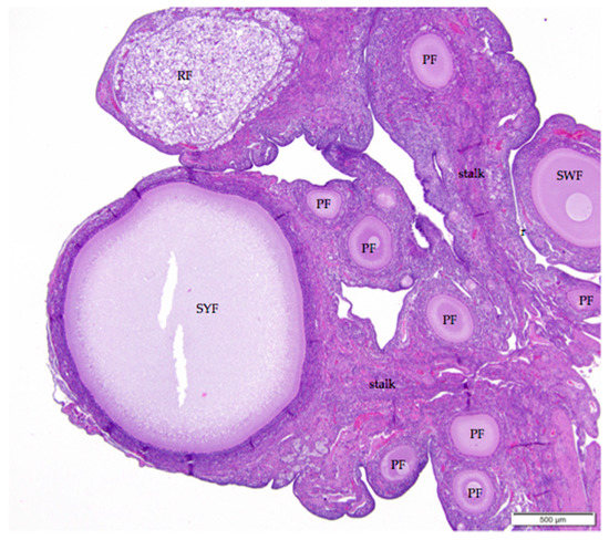 Histology of the Ovary of the Laying Hen (Gallus domesticus)