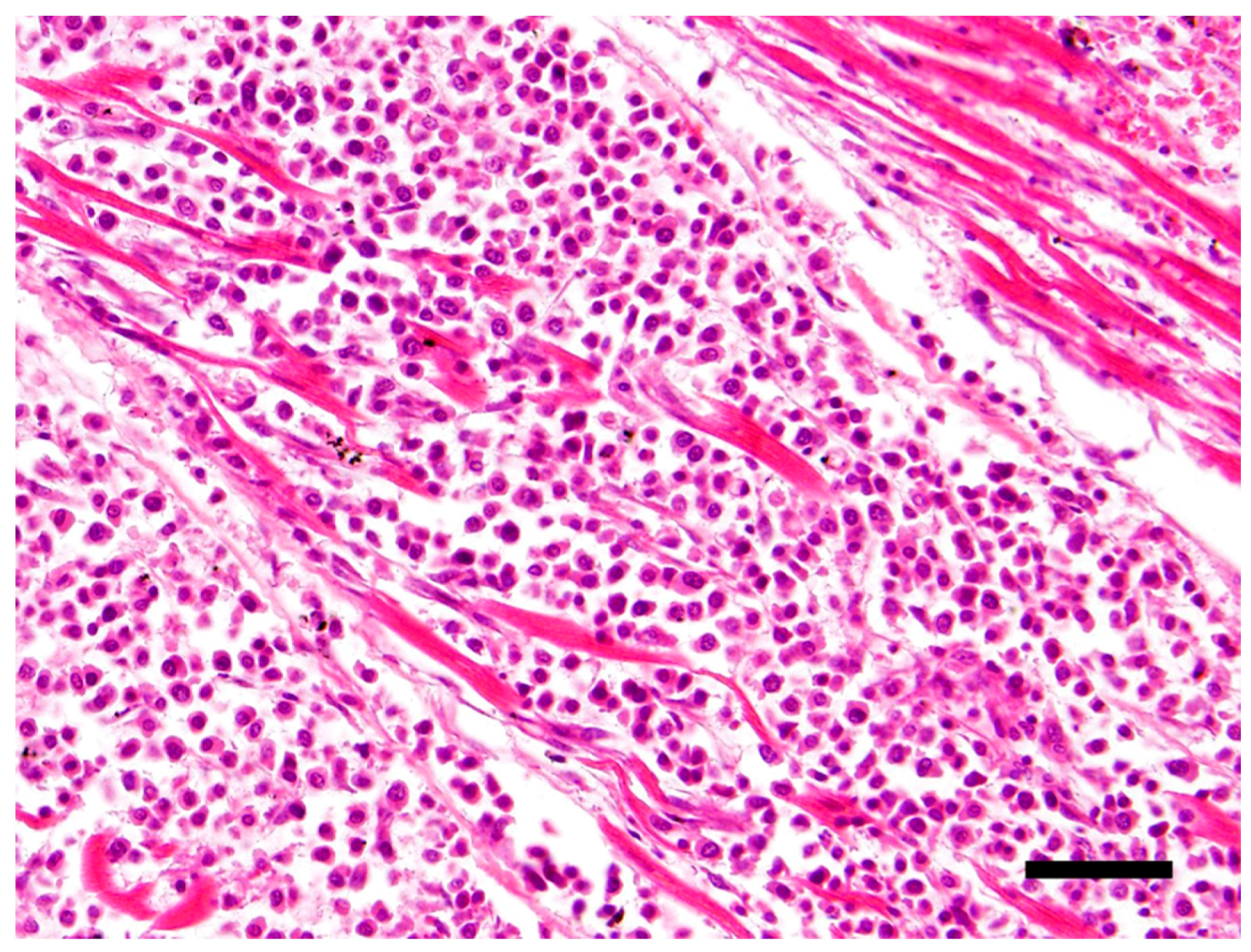 A Multicentric T-Cell Lymphoma with a Plasmacytoid Morphology in a Dog