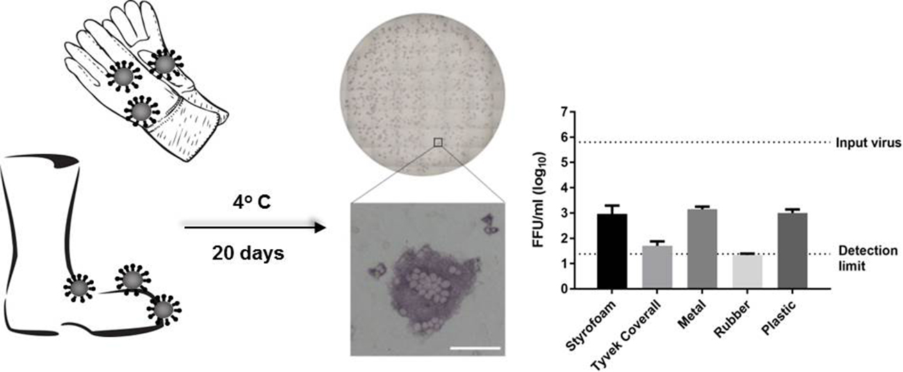 Veterinary Sciences | Free Full-Text | Stability of Porcine Epidemic ...