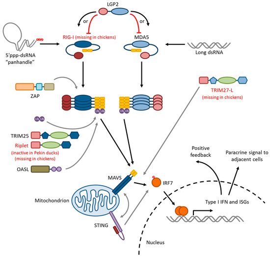 Innate Immune Responses to Avian Influenza Viruses in Ducks and Chickens