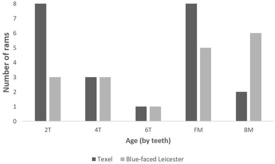 Anatomy and Pathology of the Texel Sheep Larynx