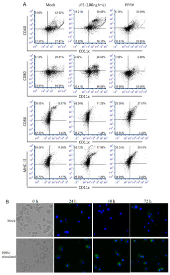Transcriptional Profiles of Murine Bone Marrow-Derived Dendritic Cells ...