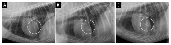 Veterinary Sciences | Free Full-Text | Trauma-Associated Pulmonary ...