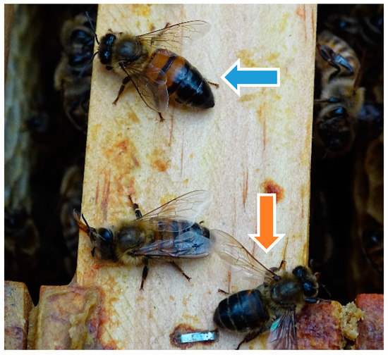 Veterinary Sciences | Special Issue : Honey Bee Health