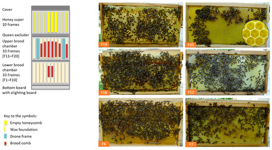 Overt Infection with Chronic Bee Paralysis Virus (CBPV) in Two Honey ...
