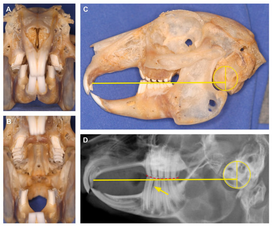 Skull Shape Diversity in Pet Rabbits and the Applicability of ...