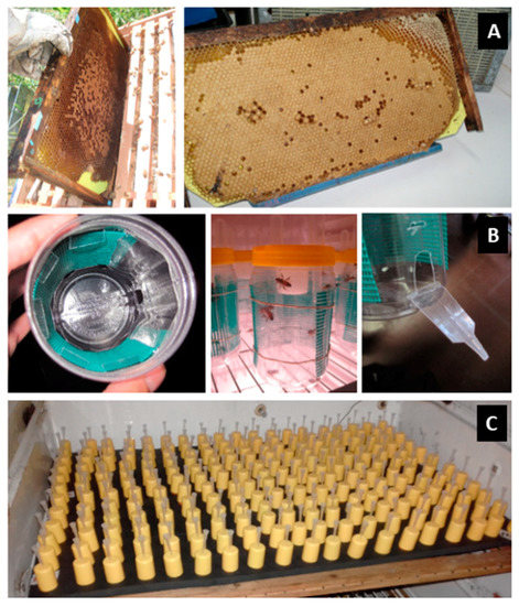 Veterinary Sciences | Special Issue : Honey Bee Health
