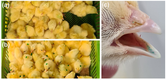 Veterinary Sciences | Free Full-Text | Infectious Bronchitis Hatchery ...