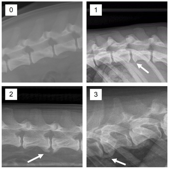 Veterinary Chiropractic Treatment as a Measure to Prevent the ...