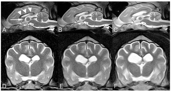 Veterinary Sciences Free Full Text Adult Onset Neuronal Ceroid