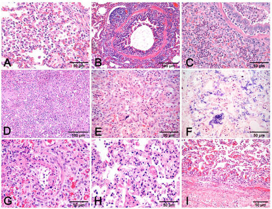 The Role of Pathology in the Diagnosis of Swine Respiratory Disease