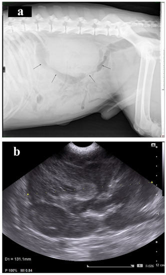 Bilateral Renal Large B Cell Lymphoma in a Dog: A Case Report and ...