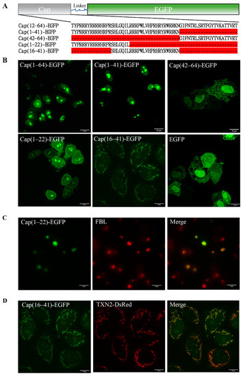 Mitochondrial Localization Signal of Porcine Circovirus Type 2 Capsid ...