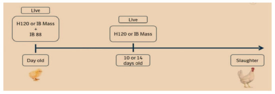 Infectious Bronchitis Virus (Gammacoronavirus) in Poultry Farming ...