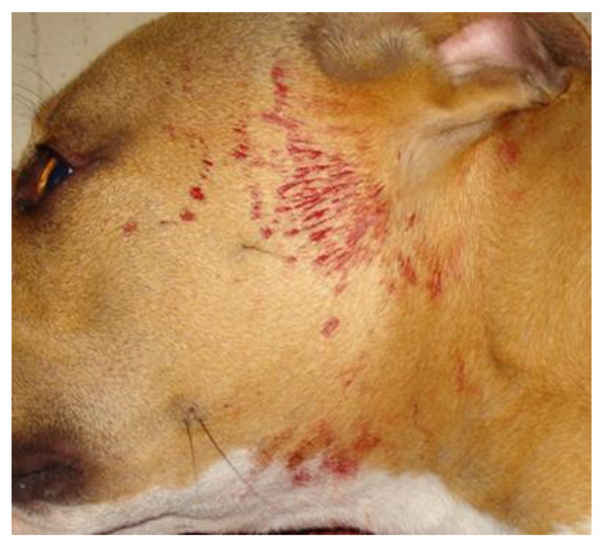 Excitement-Induced Cutaneous Bleeding (Haematidrosis-like) in a Dog