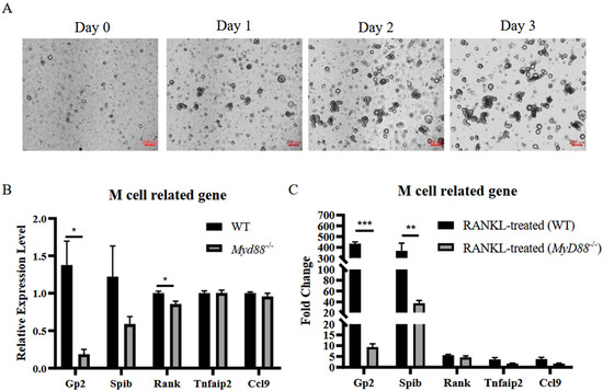 MyD88 Mediates Colitis- and RANKL-Induced Microfold Cell Differentiation