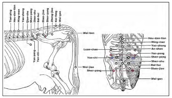 Evidence-Based Application of Acupuncture in Theriogenology
