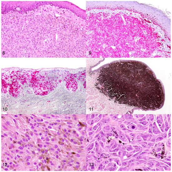 Diagnosis and Prognosis of Canine Melanocytic Neoplasms
