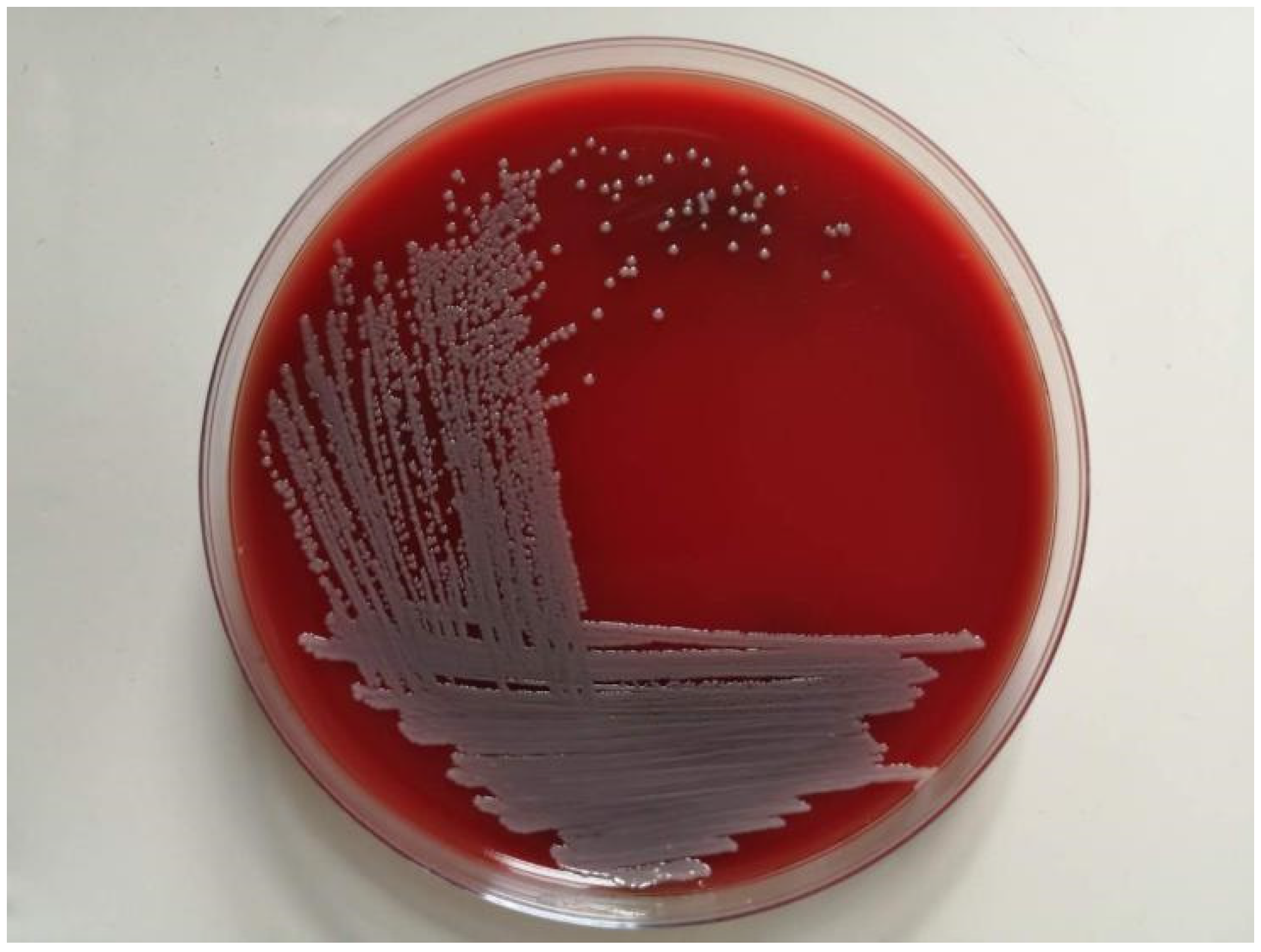 Veterinary Sciences | Free Full-Text | Rothia nasimurium as a Cause of ...