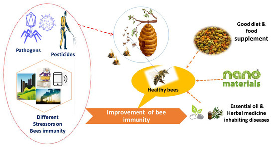 Bee Stressors from an Immunological Perspective and Strategies to ...
