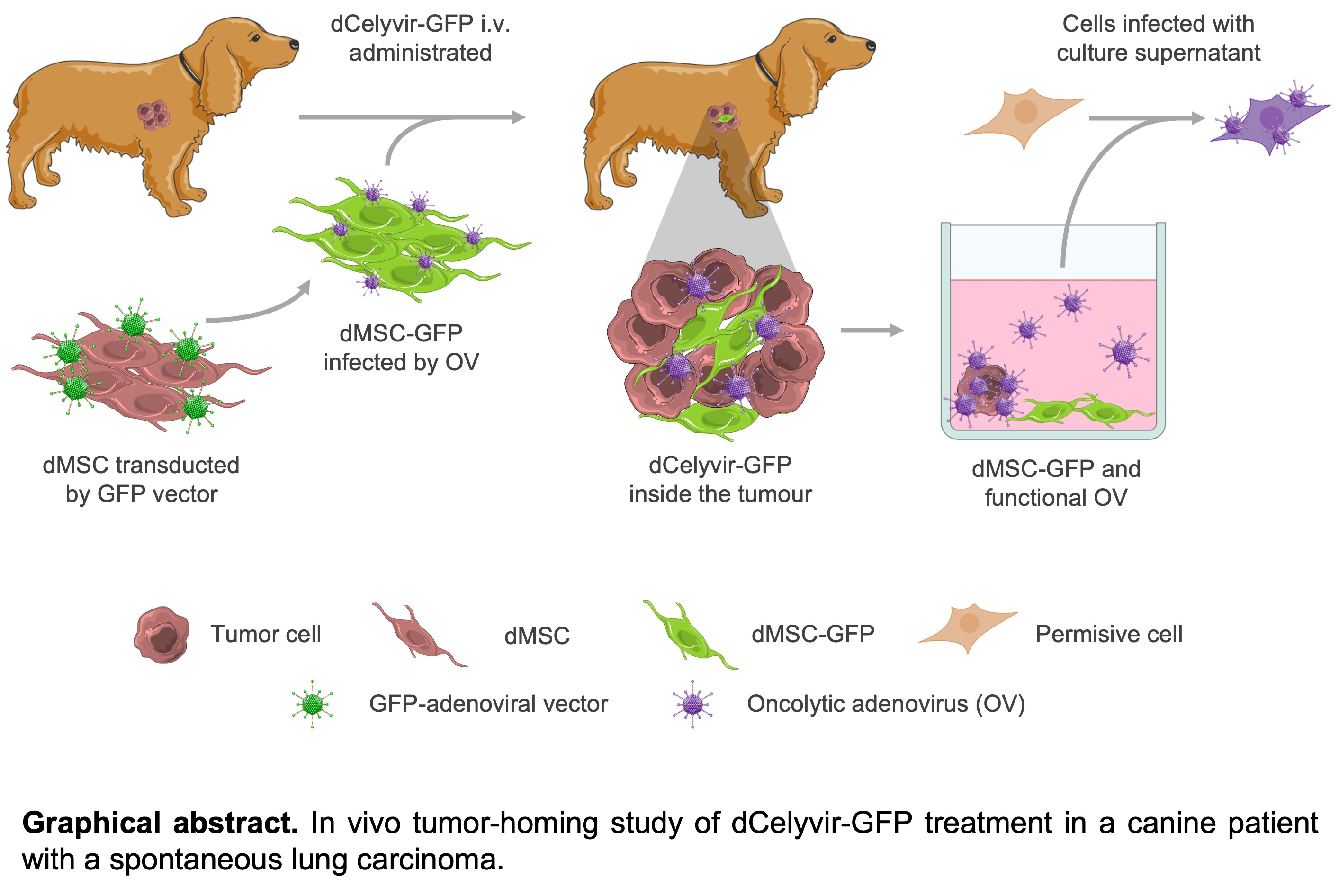 Can Milk Fever Cause A Brain Lesion Dog