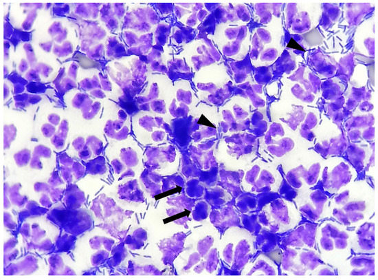 Urinary Cytology: Potential Role in Canine Urinary Tract Infections