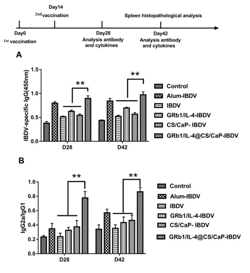 Chitosan/Calcium-Coated Ginsenoside Rb1 Phosphate Flower-like ...