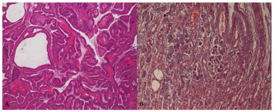 Canine Gastric Cancer: Current Treatment Approaches