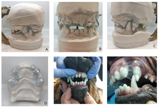 Orthodontic Treatment of Dogs during the Developmental Stage ...