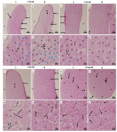 Morpho-Histology and Morphometry of Chicken Testes and Seminiferous ...